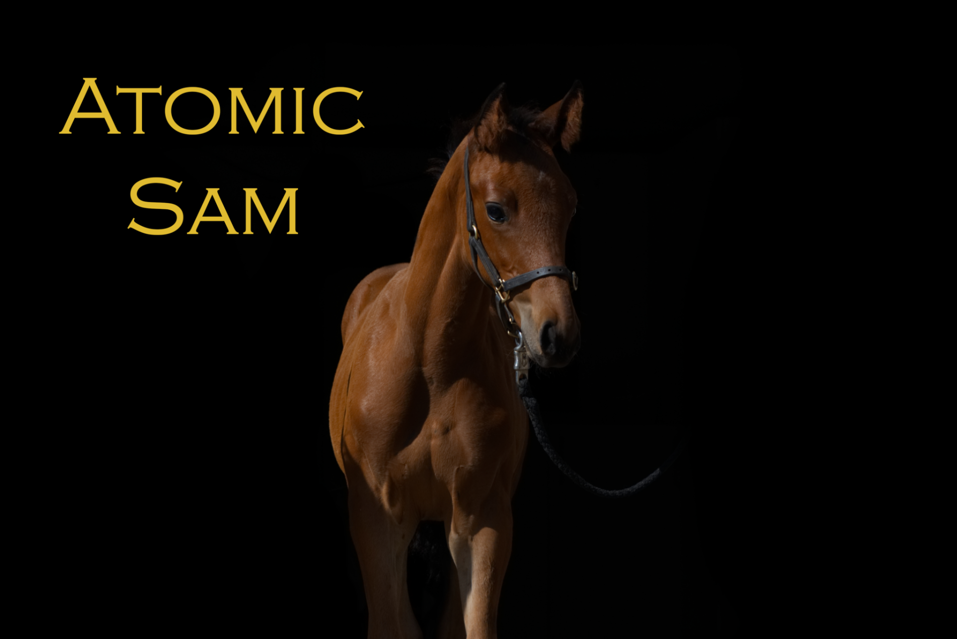 Atomic Sam - Reitstall Büscher